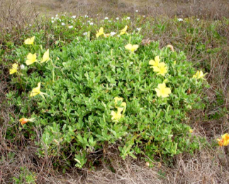 Plant Guide - Los Peñasquitos Lagoon Foundation