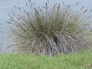 Southwestern spiny rush or Leopold’s rush - Los Peñasquitos Lagoon ...